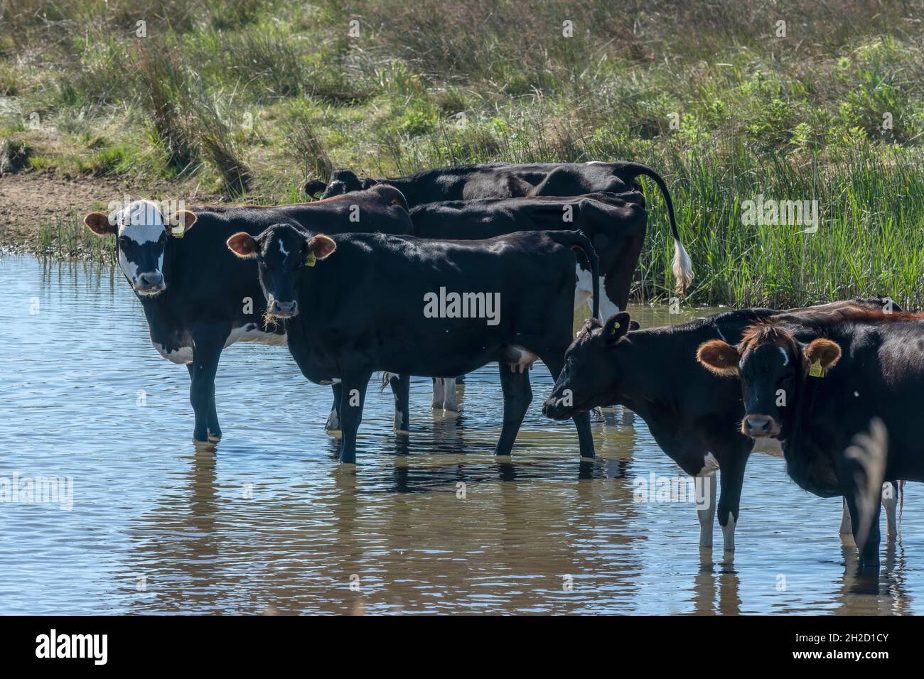 Radipole rspb nature reserve hi-res stock photography and images - Alamy