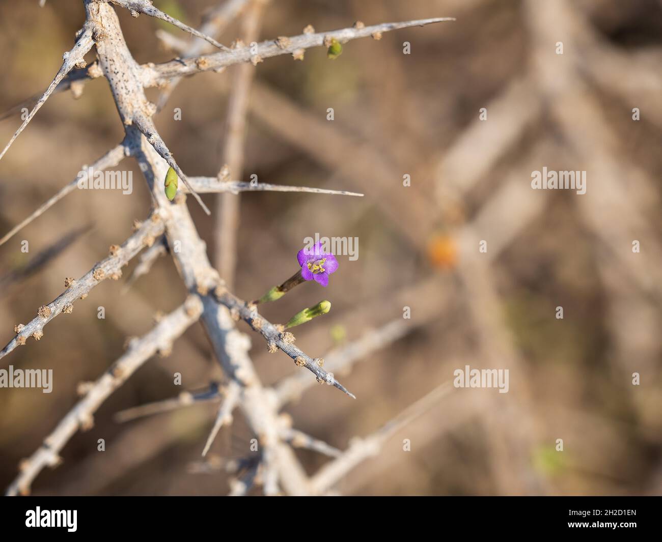 Food chanar hi-res stock photography and images - Alamy