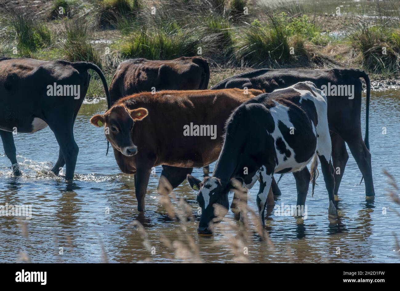 Radipole rspb nature reserve hi-res stock photography and images - Alamy