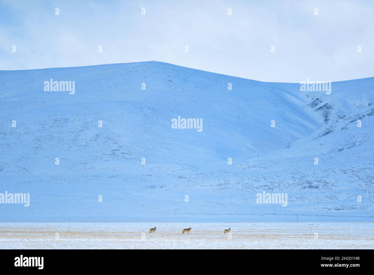 GOLOG, Oct. 21, 2021 (Xinhua) -- Photo taken on Oct. 20, 2021 shows ...