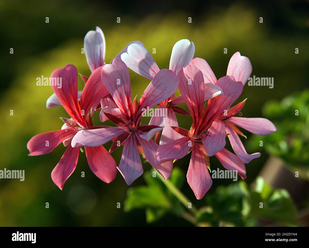 A close-up photo of an amazing flower branch Stock Photo - Alamy