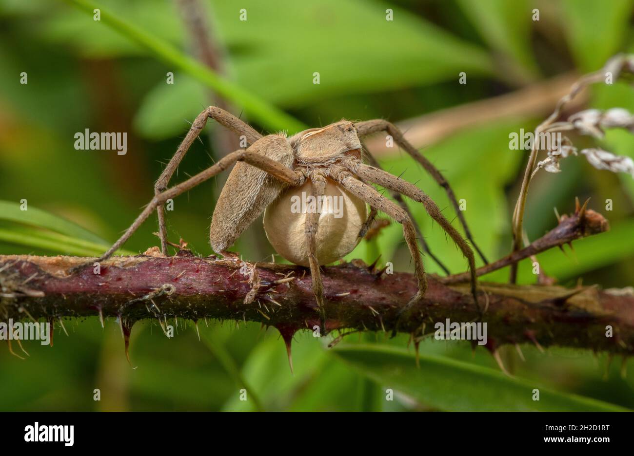 Female Nursery web spider, Pisaura mirabilis, carrying ball of eggs ...
