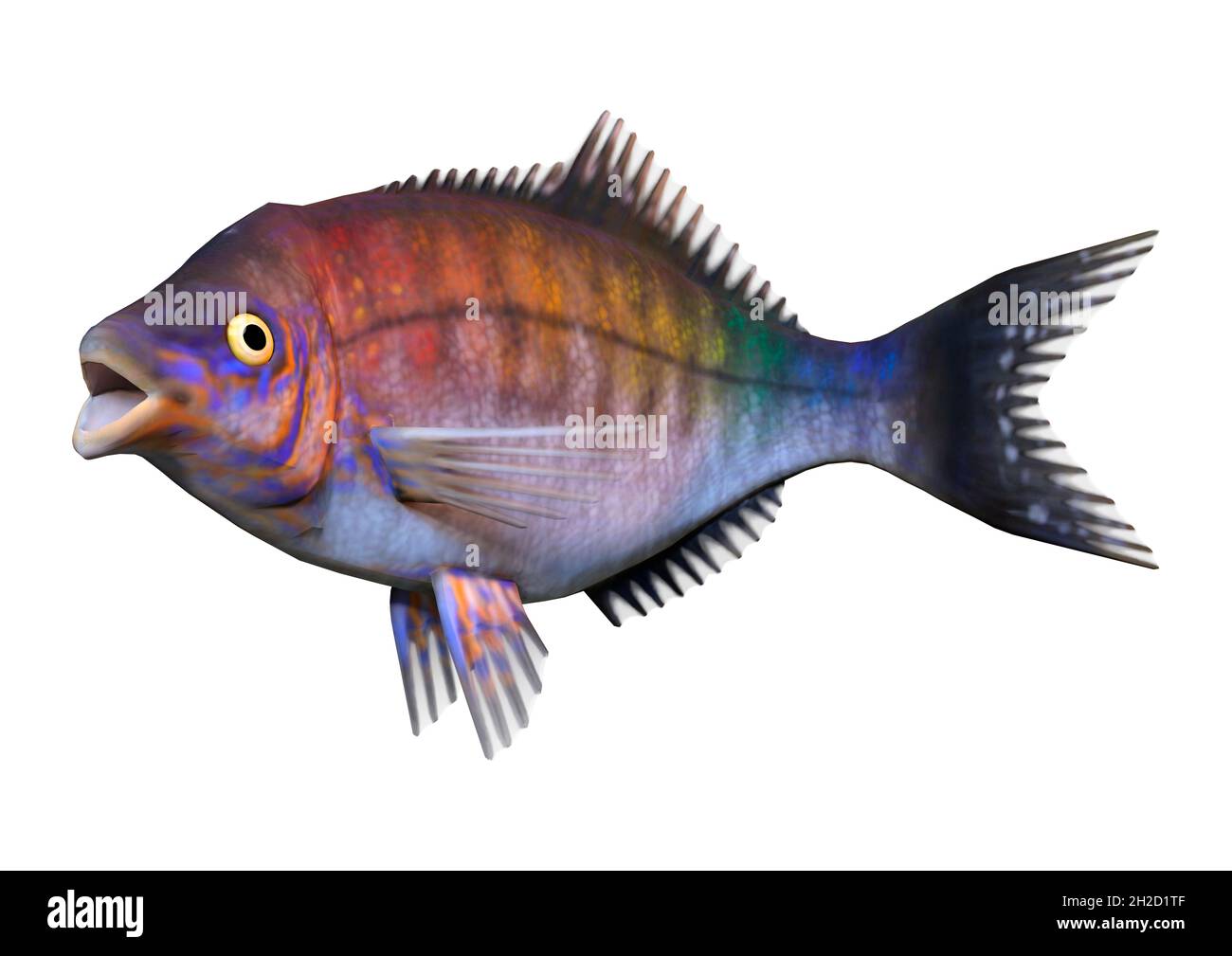 3D rendering of a rainbow Pacific sea perch isolated on white ...