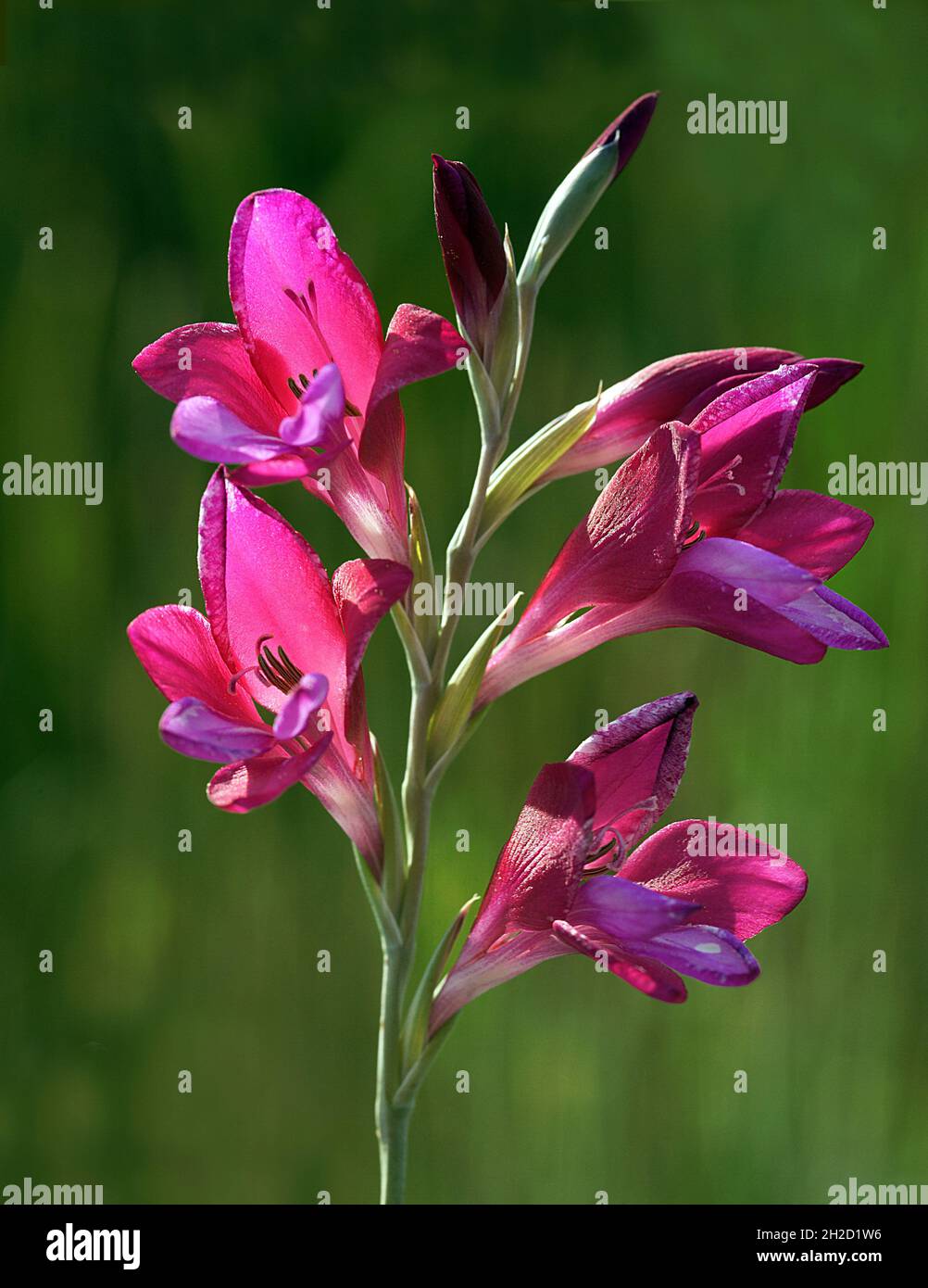 A close-up photo of an amazing flower branch Stock Photo - Alamy