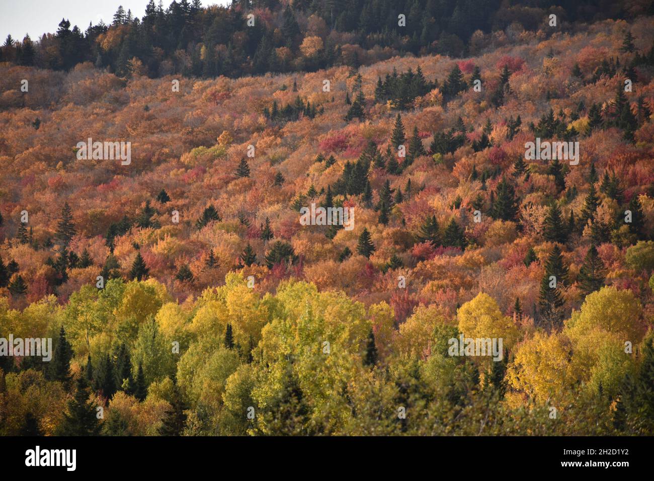 Mixed foret hi-res stock photography and images - Alamy
