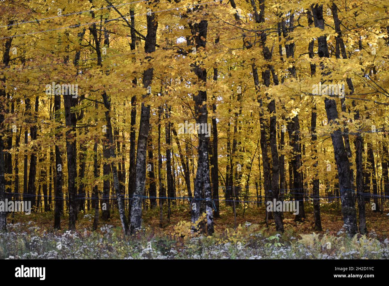 Sugar bush canada hi-res stock photography and images - Alamy