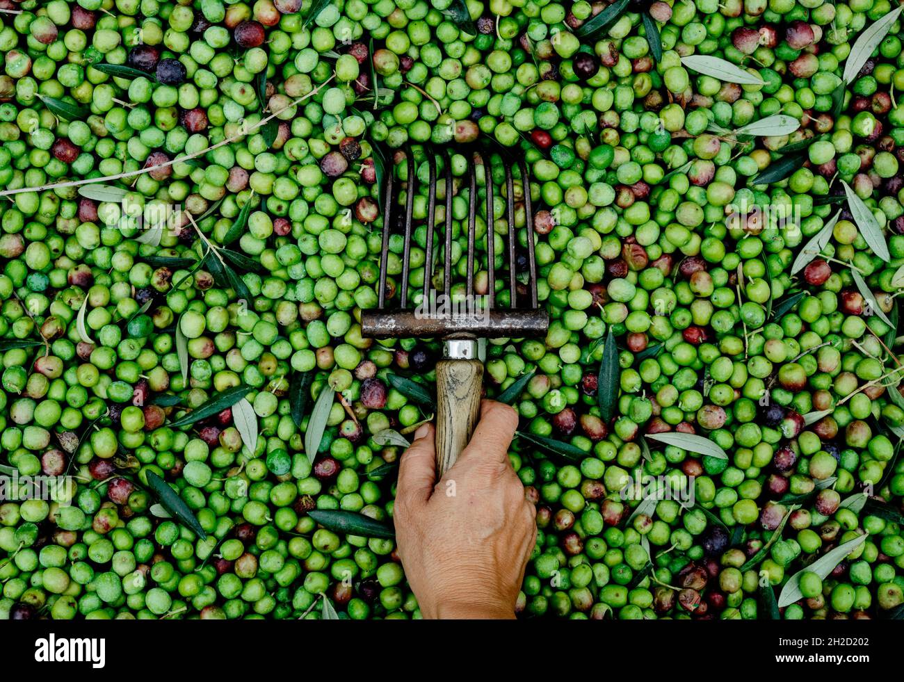 Hand picking tool hi-res stock photography and images - Alamy