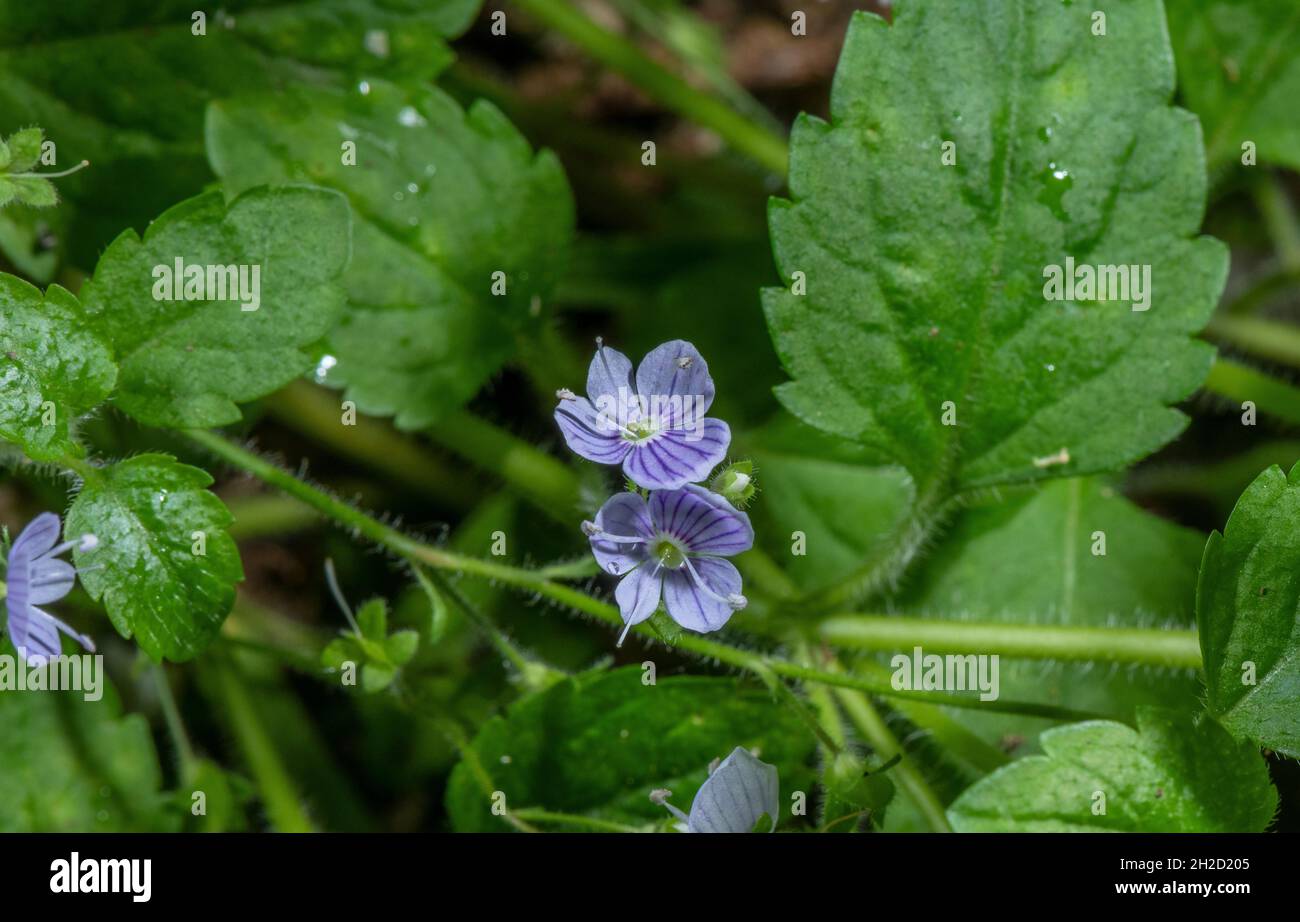 Wood Speedwell, Veronica montana in flower in old woodland, Devon Stock ...