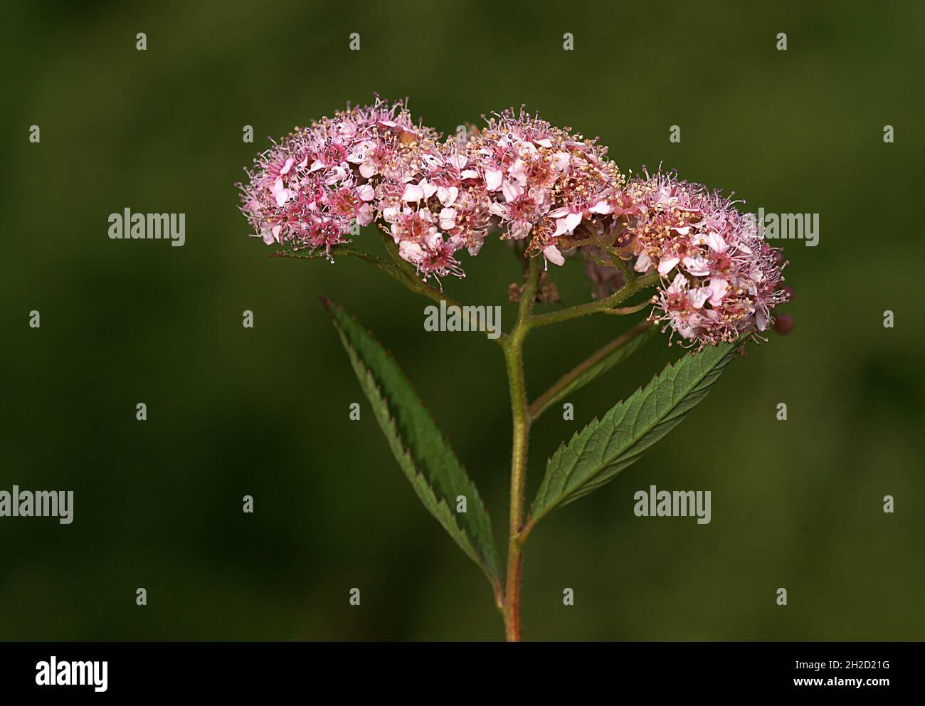 A close-up photo of an amazing flower branch Stock Photo - Alamy