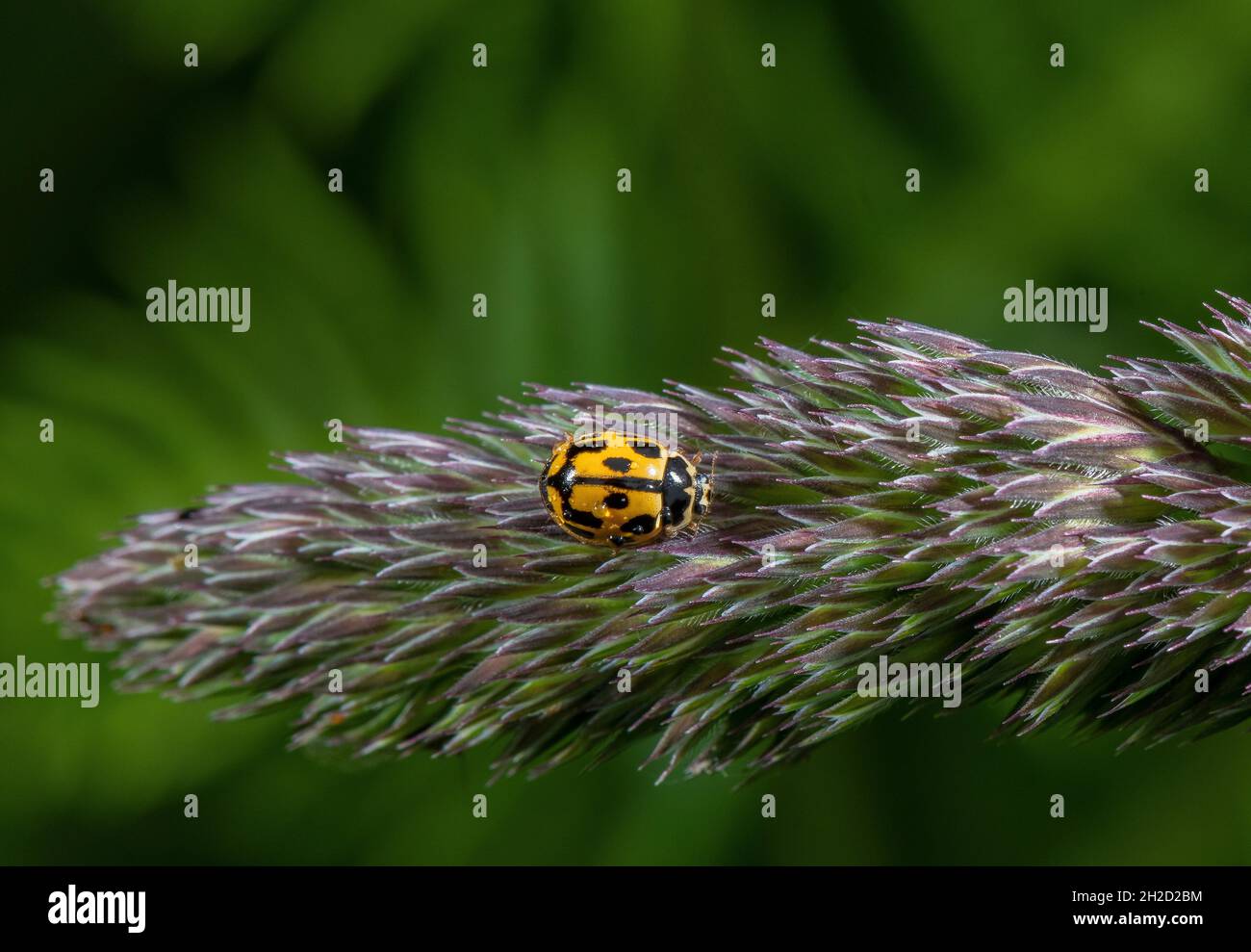 Adult 14-Spot ladybird, Propylea quattuordecimpunctata, on grass ...