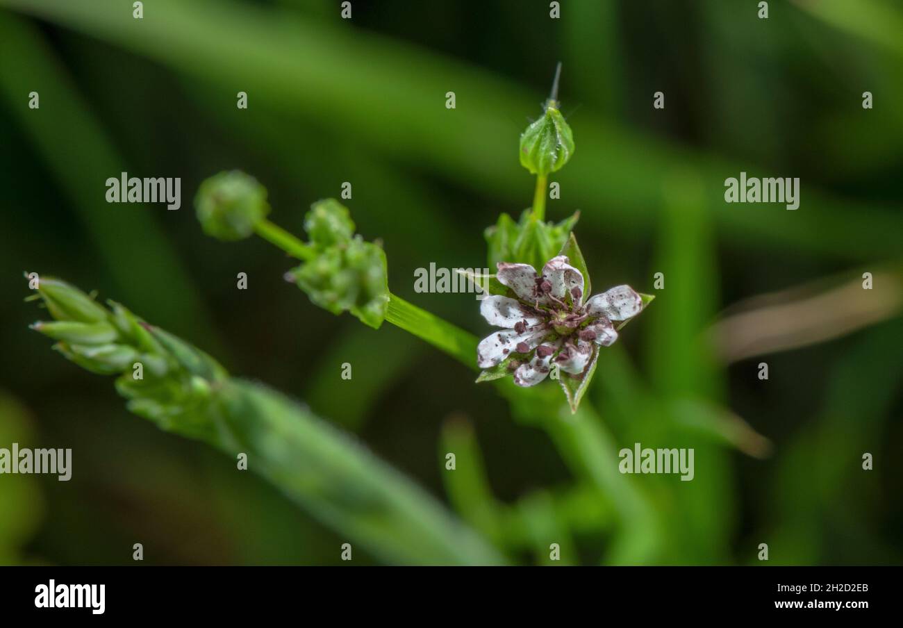 Chickweed Anther Smut, Microbotryum stellariae, on the flowers of ...