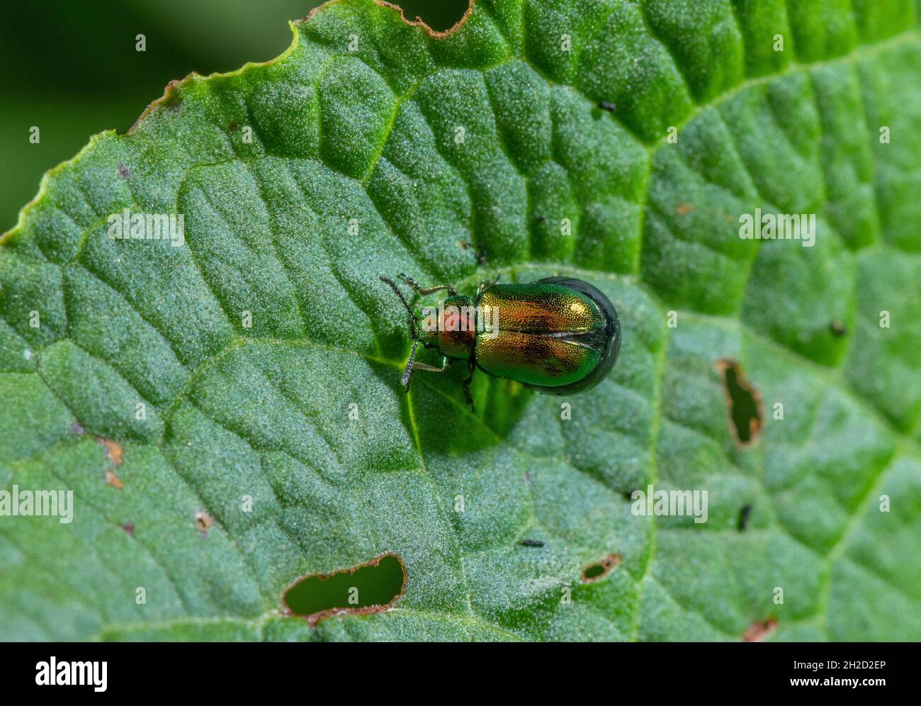 Swollen abdomen hi-res stock photography and images - Alamy