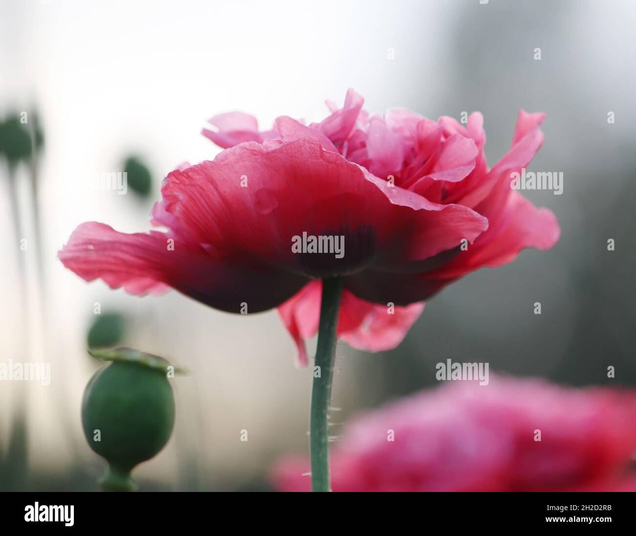 Big decorative red poppy flower hi-res stock photography and images - Alamy