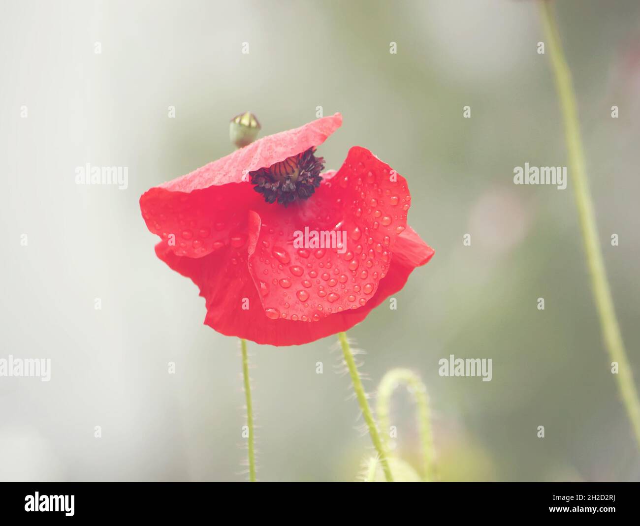 Wildflower lawn garden poppy hi-res stock photography and images - Alamy