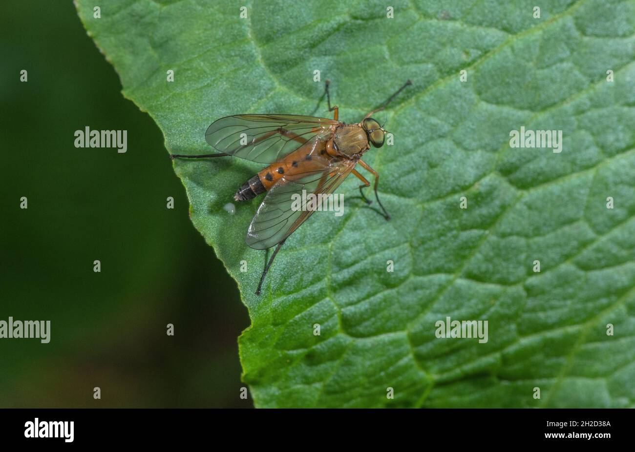 Rhagio tringarius hi-res stock photography and images - Alamy