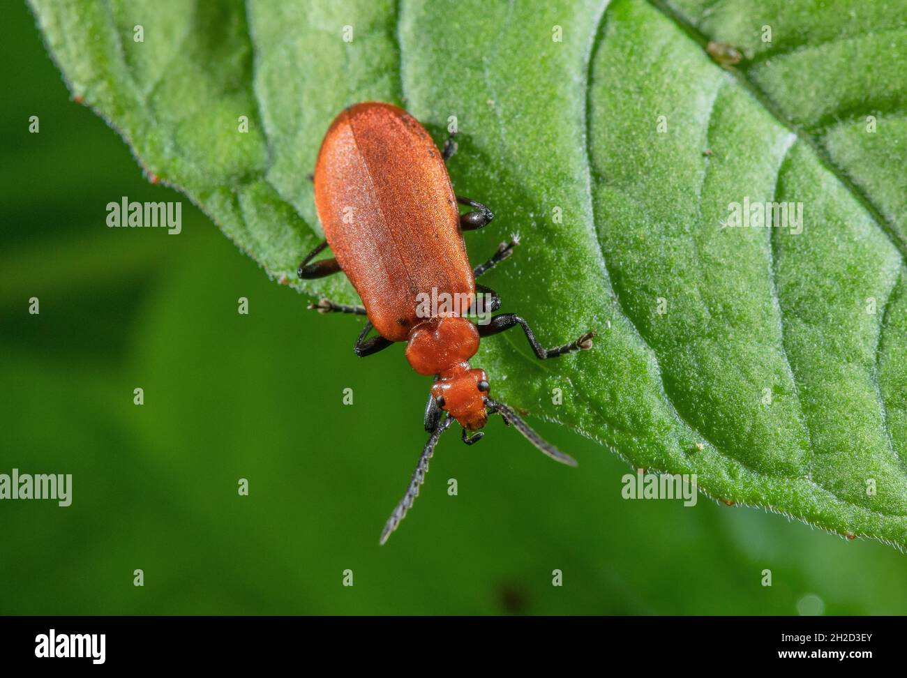 Red-headed cardinal beetle, Pyrochroa serraticornis, in woodland ...