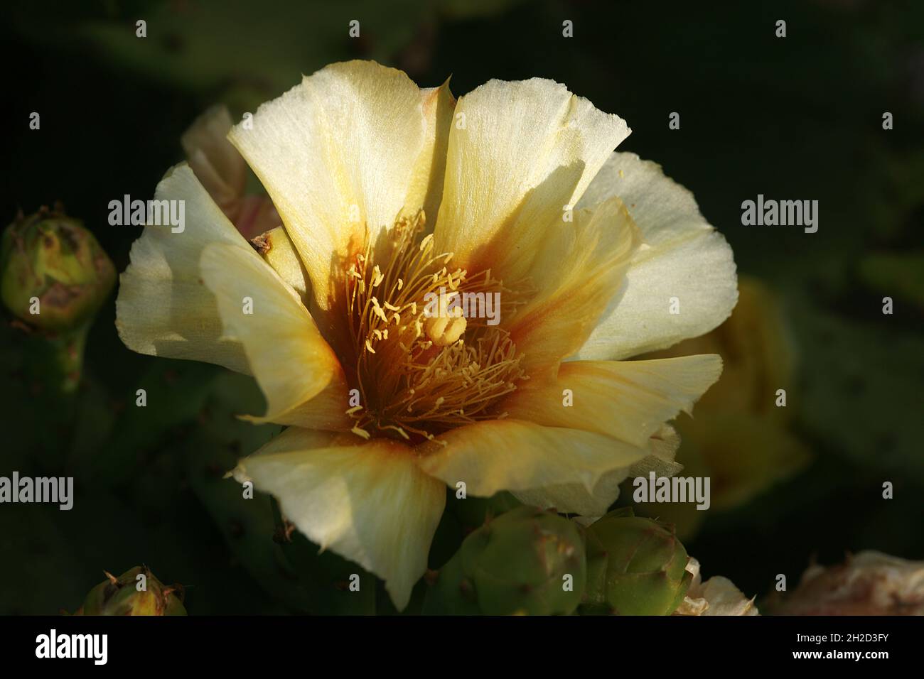 A close-up photo of an amazing flower branch Stock Photo - Alamy