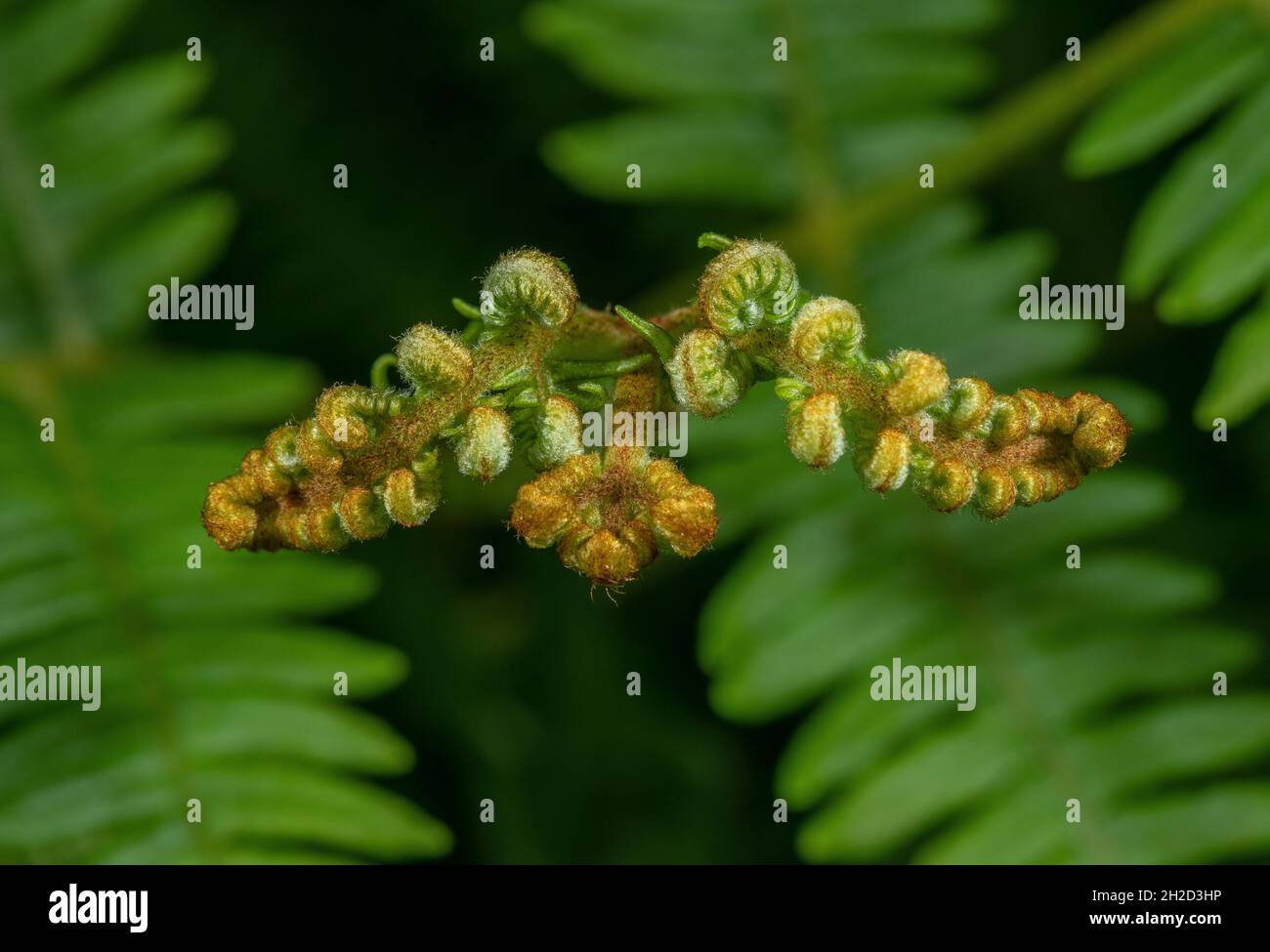 Unfurling fronds of Bracken, Pteridium aquilinum, in spring Stock Photo ...