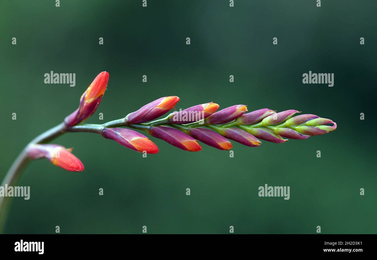 A close-up photo of an amazing flower branch Stock Photo - Alamy