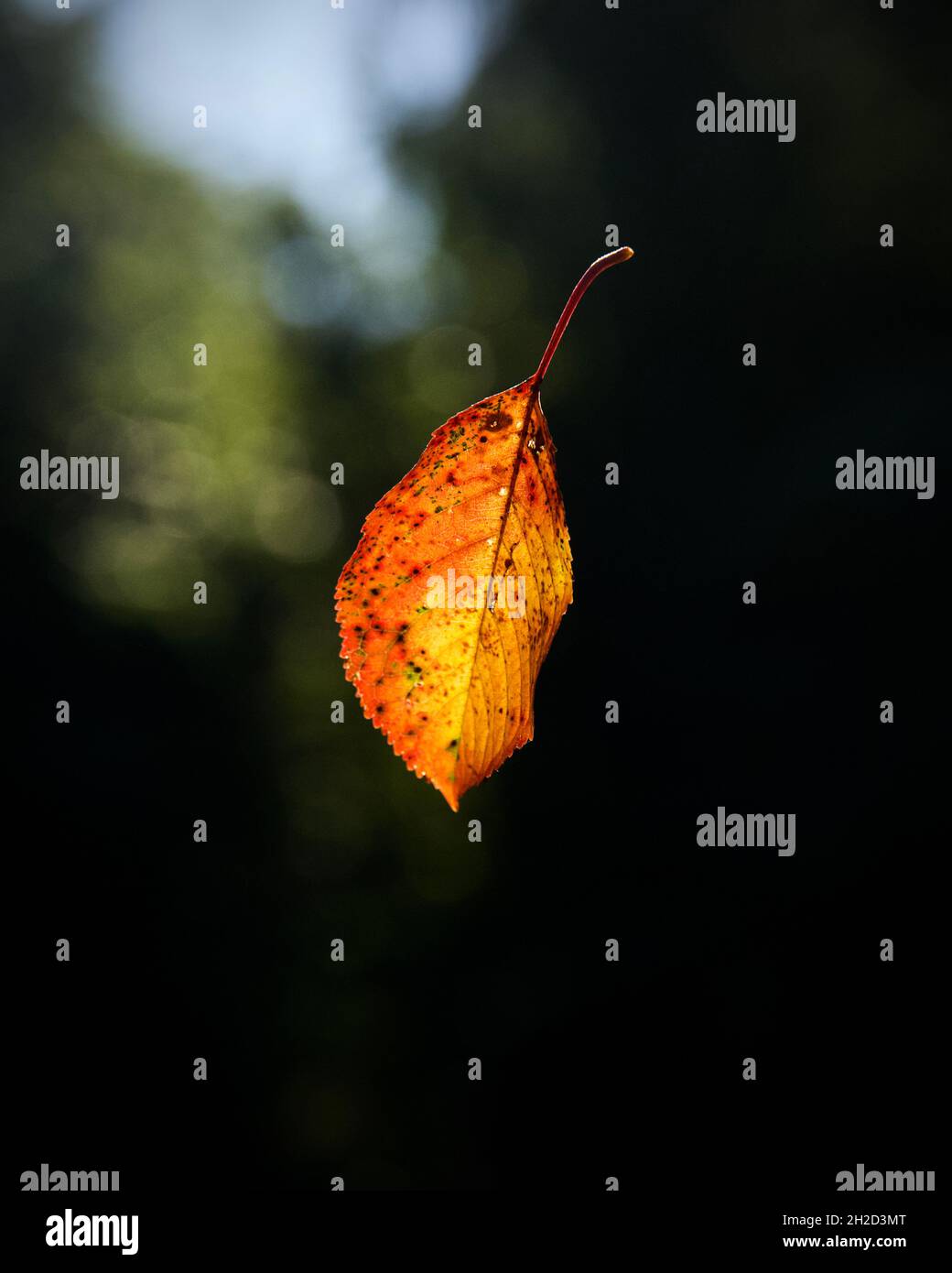 autumn falling leaf Stock Photo - Alamy