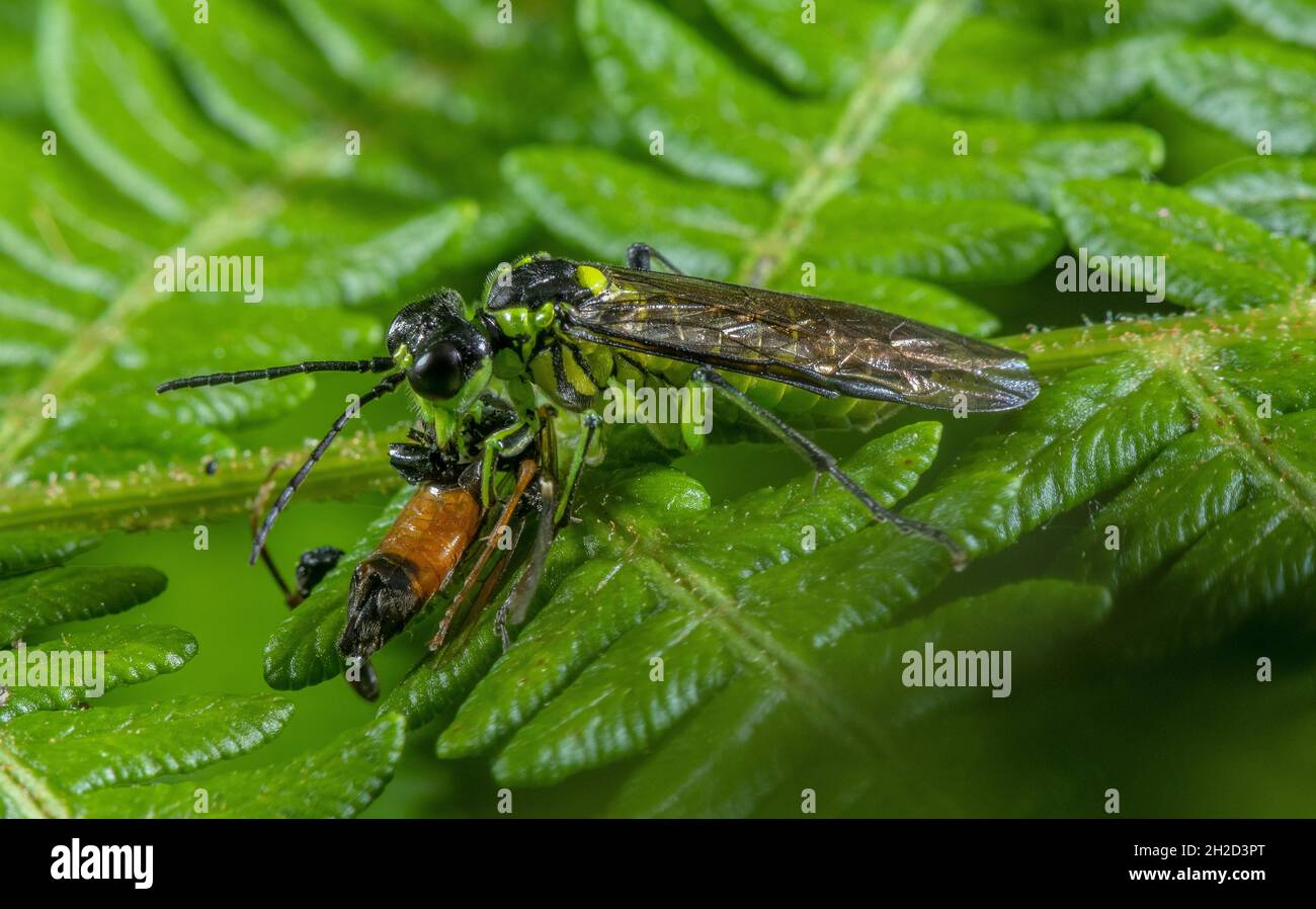 Common Green Tenthredo, Tenthredo mesomela, sawfly on bracken frond in ...