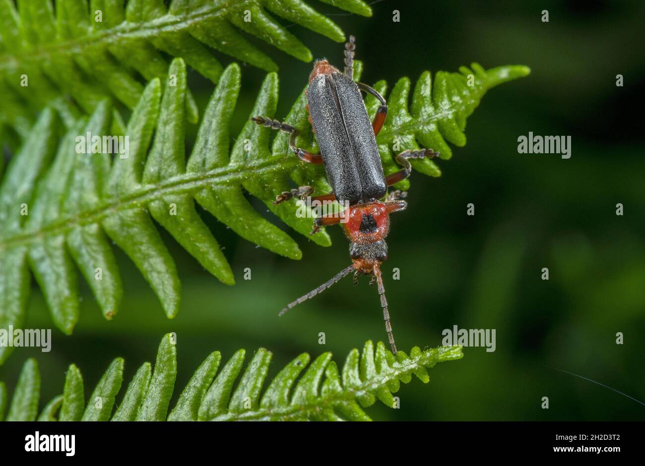 Adult Sailor Beetle, Cantharis rustica, on Bracken frond Stock Photo ...