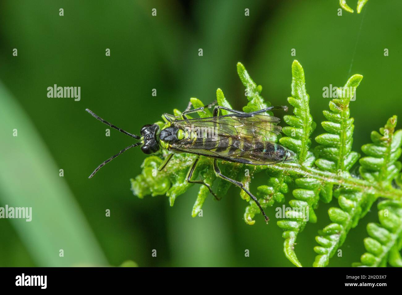 Common Green Tenthredo, Tenthredo mesomela, sawfly on bracken frond in ...