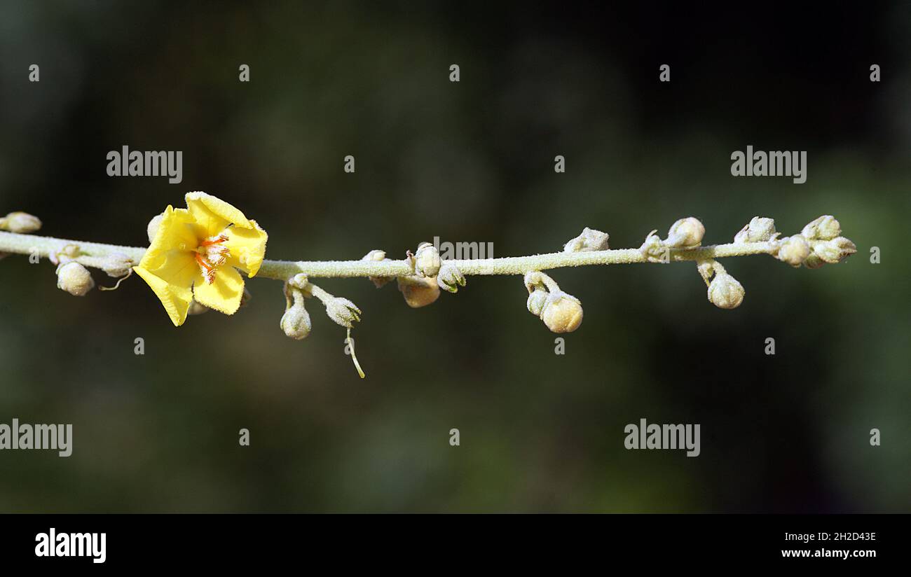 A close-up photo of an amazing flower branch Stock Photo - Alamy