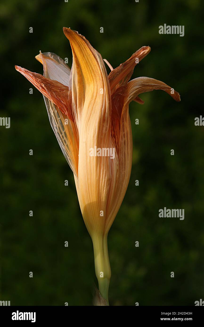 A close-up photo of an amazing flower branch Stock Photo - Alamy
