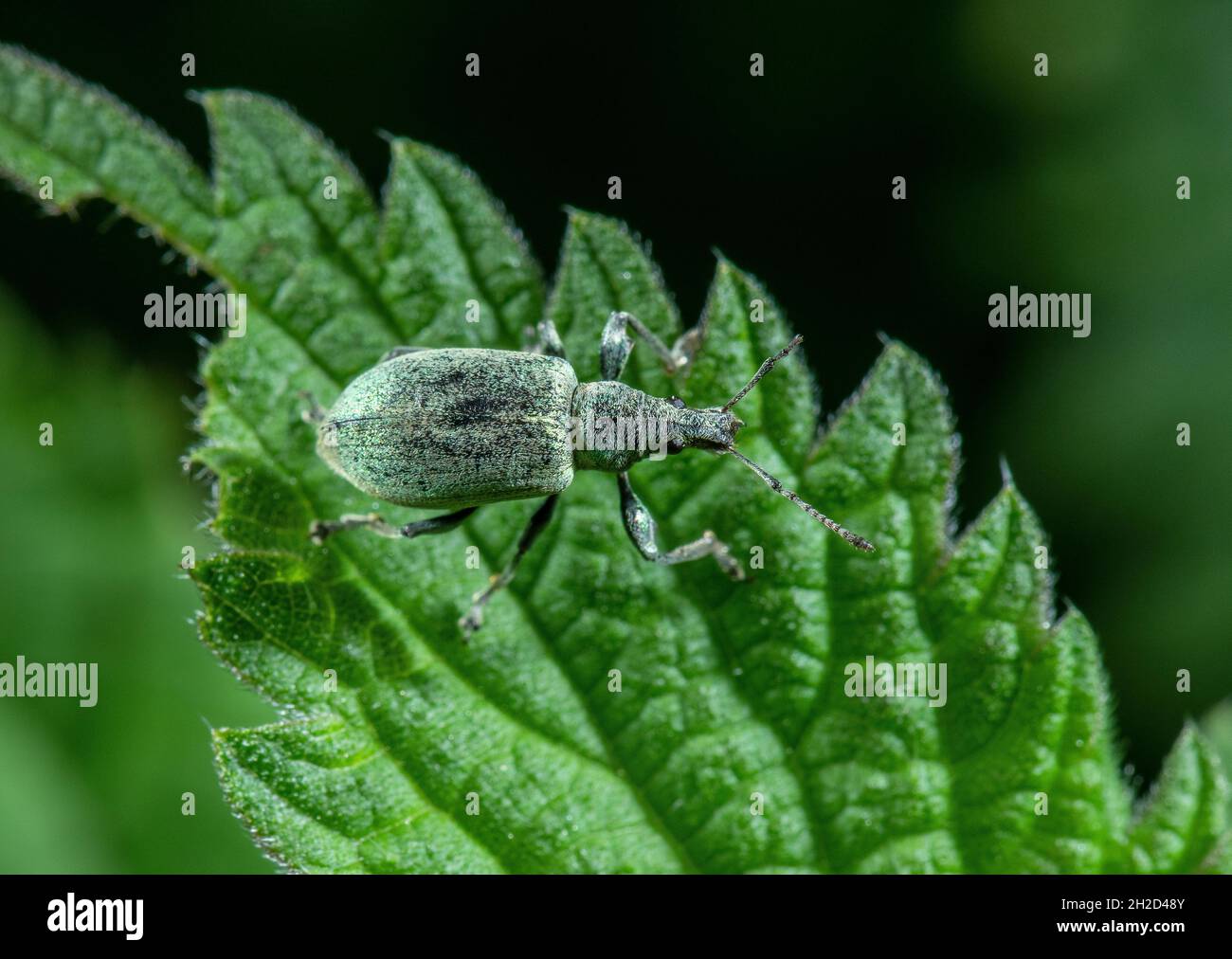Nettle Weevil, Phyllobius pomaceus, on leaf of Stinging nettle Stock ...