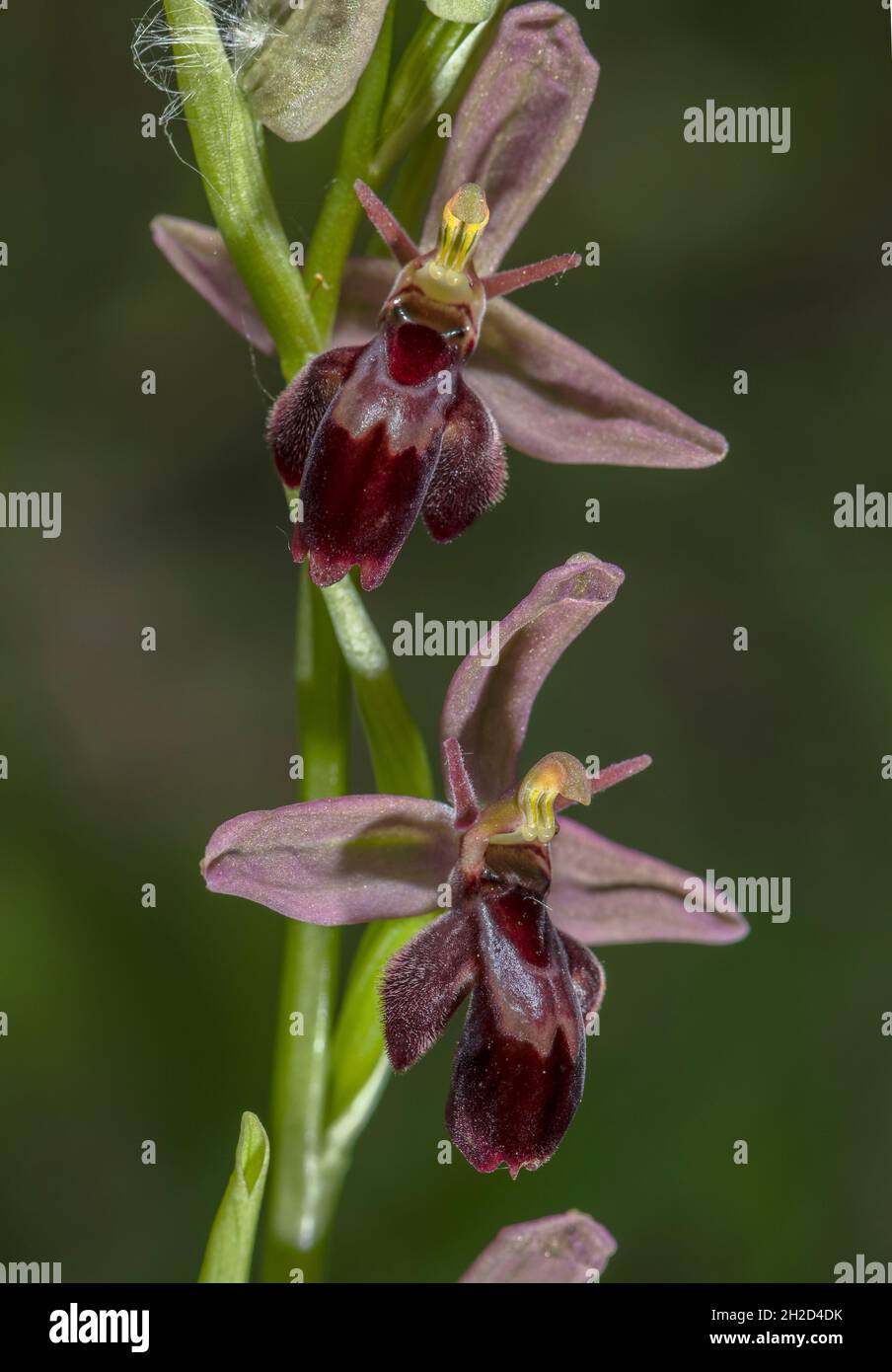 Bee orchid x fly orchid hybrid hi-res stock photography and images - Alamy