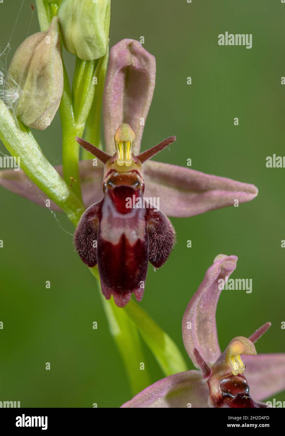 Hybrid between Bee orchid and Fly orchid: Ophrys apifera x Ophrys ...
