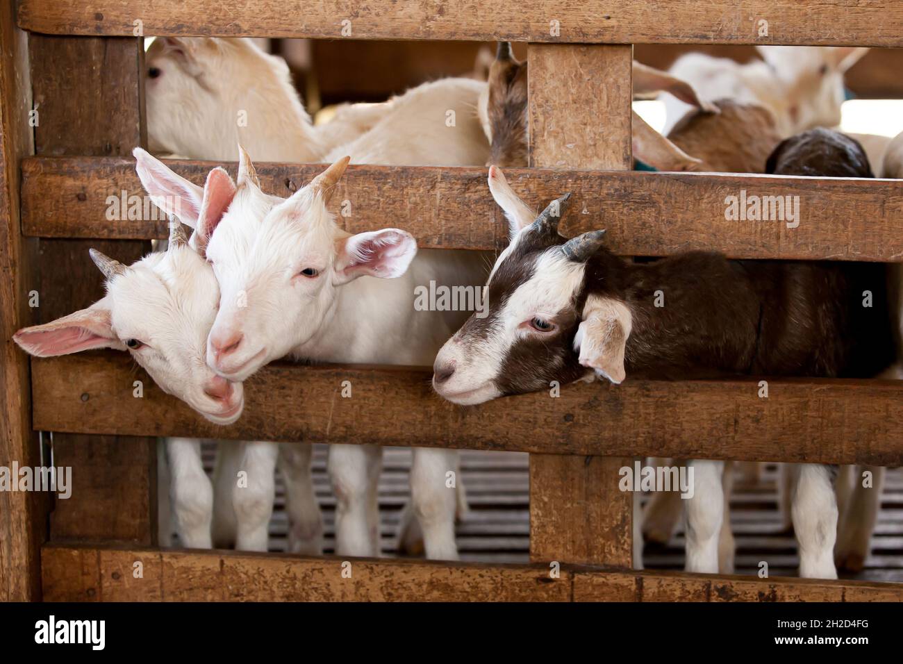 Goat backgrounds hi-res stock photography and images - Alamy