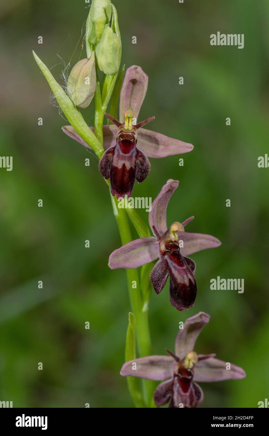 Bee orchid x fly orchid hybrid hi-res stock photography and images - Alamy
