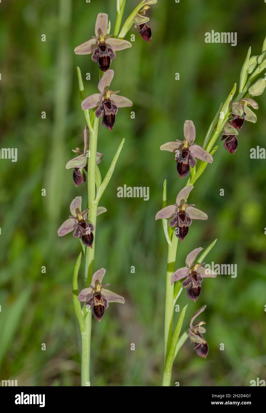 Bee orchid x fly orchid hybrid hi-res stock photography and images - Alamy