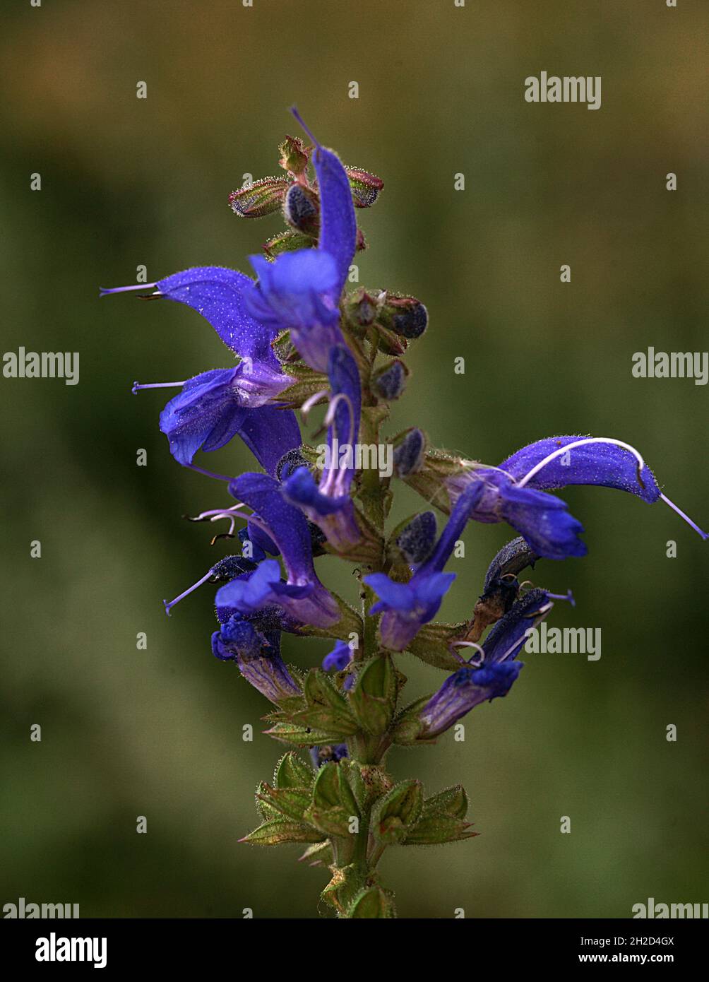A close-up photo of an amazing flower branch Stock Photo - Alamy