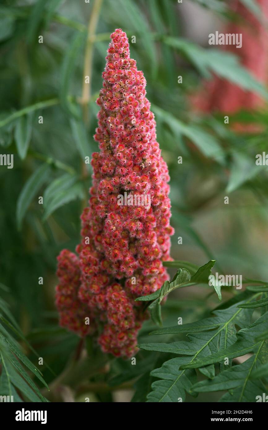 A close-up photo of an amazing flower branch Stock Photo - Alamy