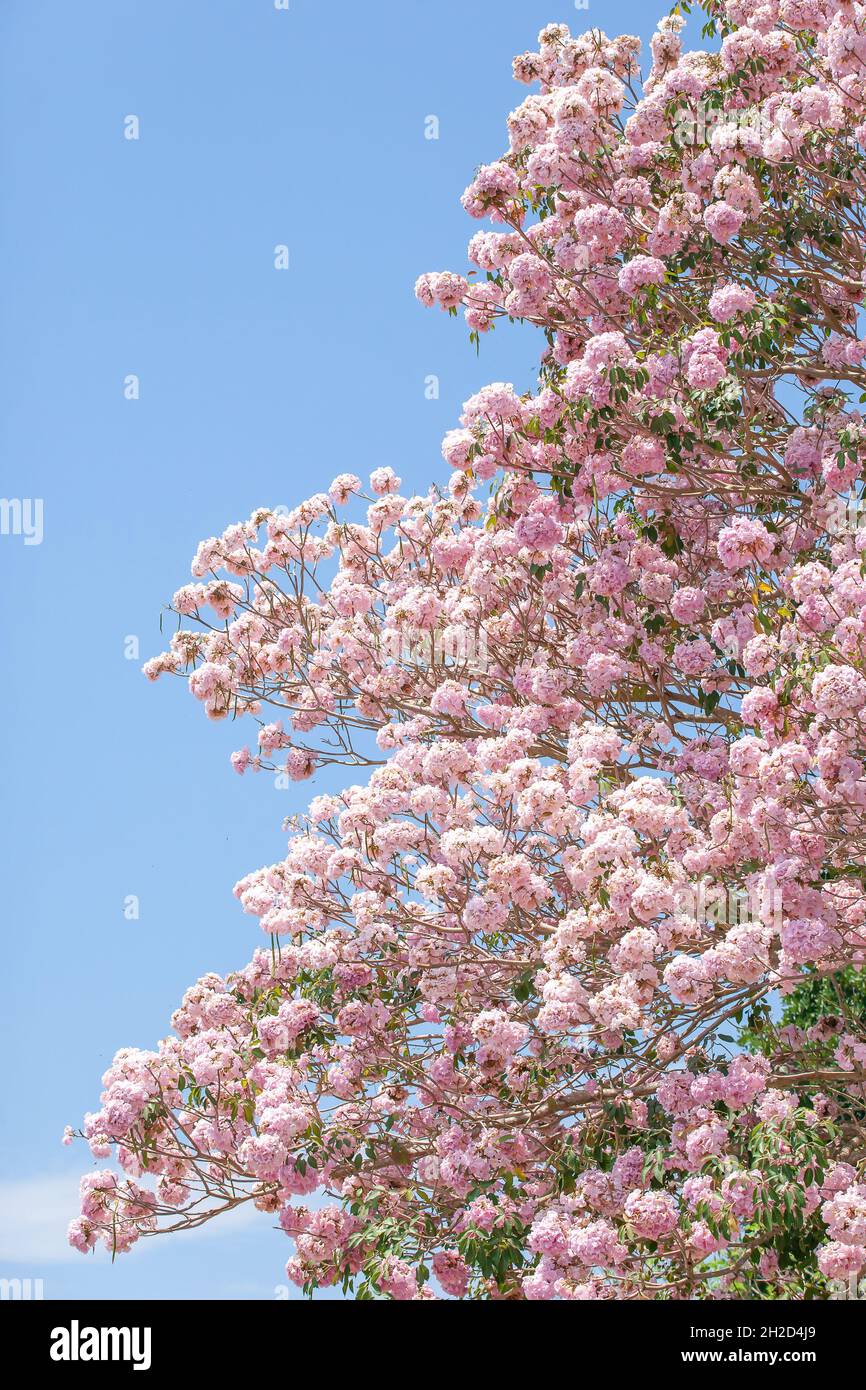 Pink pou hi-res stock photography and images - Alamy