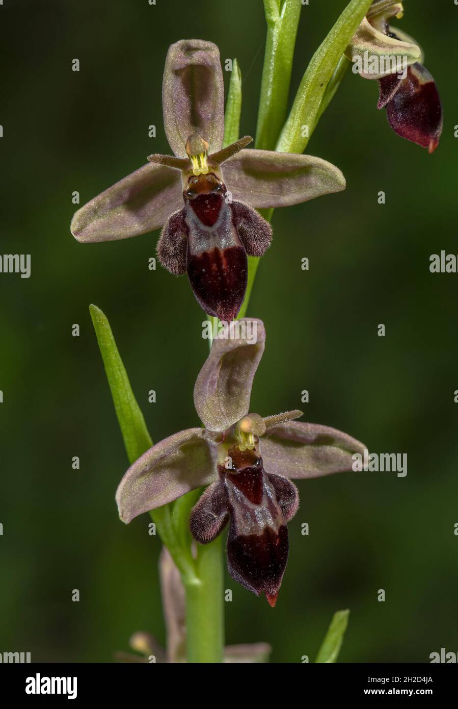 Orchidee insectifera hi-res stock photography and images - Alamy