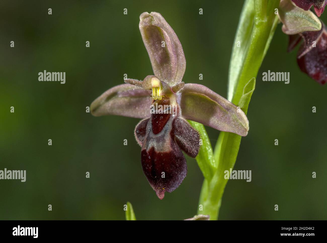 Bee x fly orchids hi-res stock photography and images - Alamy