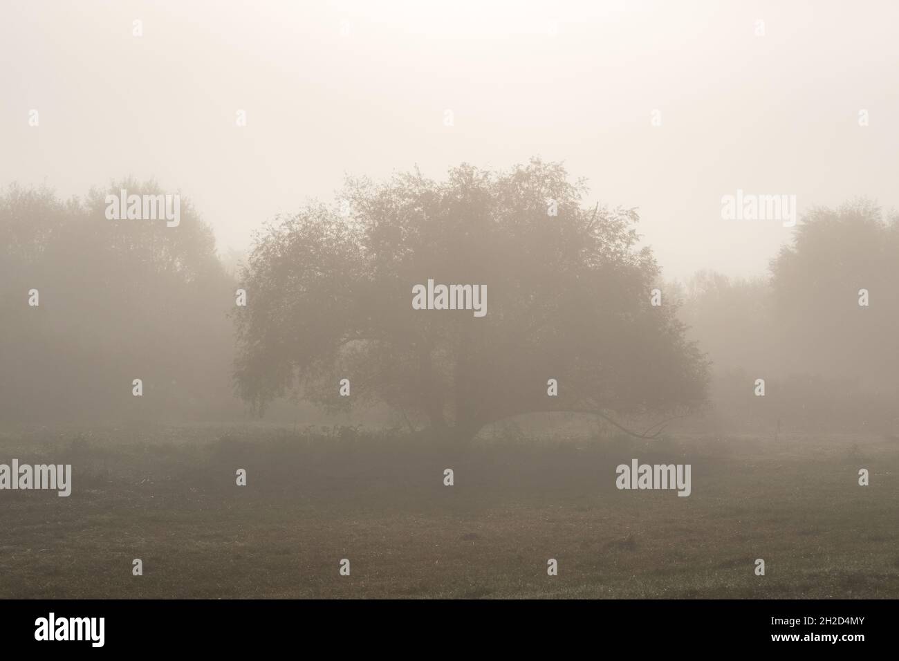 One willow tree with a large canopy in a thick fog against the forest ...