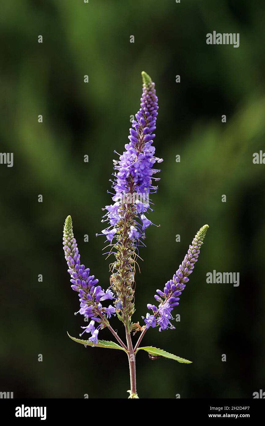 A close-up photo of an amazing flower branch Stock Photo - Alamy
