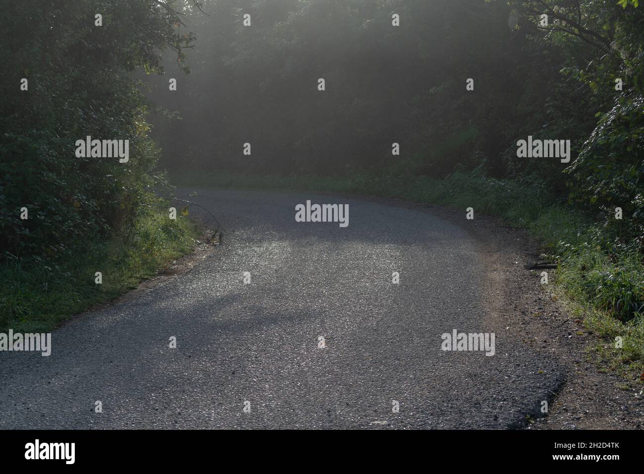 Asphalt road through the forest during the morning haze, road ...