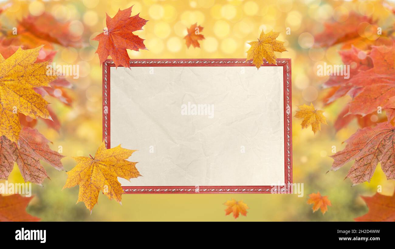 A postcard with an empty crumpled paper in a frame and autumn maple ...