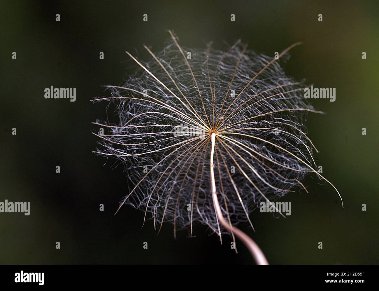 A close-up photo of an amazing flower branch Stock Photo - Alamy