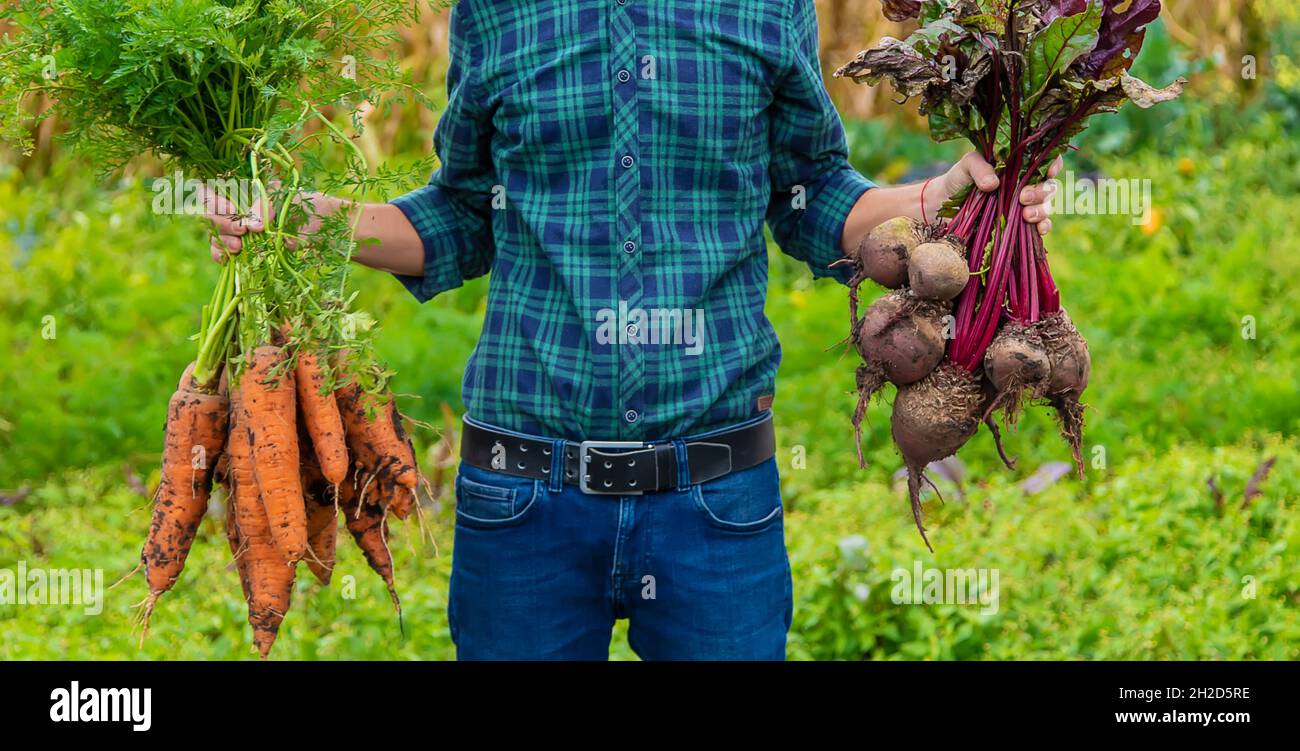 A man farmer holds a harvest of carrots and beets in his hands ...