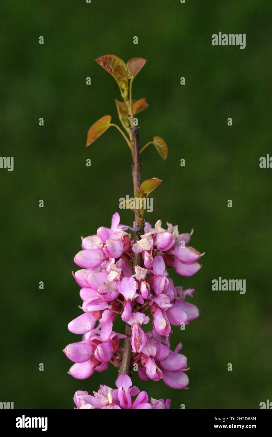 A close-up photo of an amazing flower branch Stock Photo - Alamy