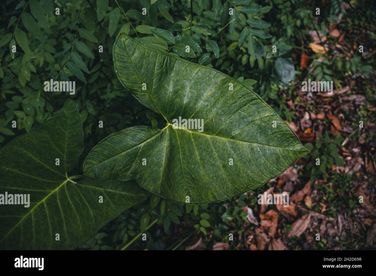 Leaves of a plant in Costa Rica, Central America Stock Photo - Alamy
