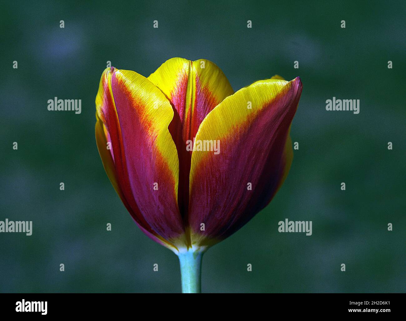 A close-up photo of an amazing flower branch Stock Photo - Alamy