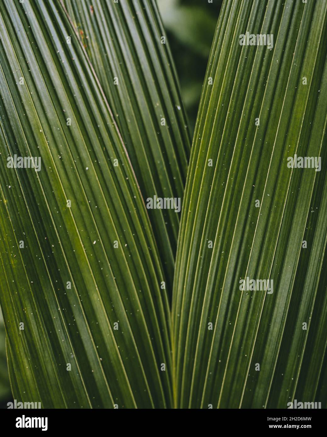 Leaves of a plant in Costa Rica, Central America Stock Photo - Alamy